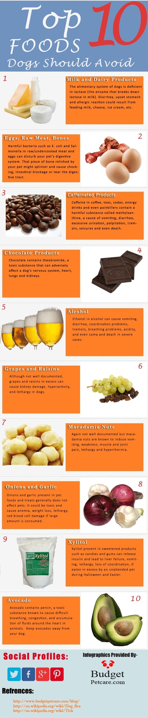 10 Foods Your Dog Should Never Eat