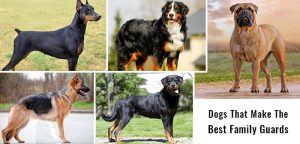 Five Best Family Guard Dog Breeds - BudgetPetCare