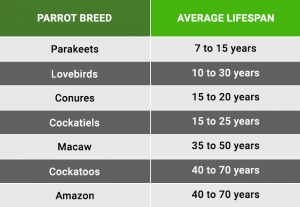 How Long Do Parrots Live? Oldest Parrots In the World Record