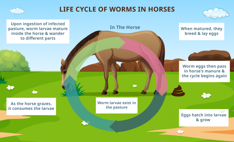How to Control Worms in Horses: Types & Treatments