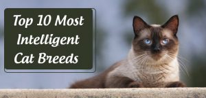 Most Intelligent Cat Breeds: Top 10 Smartest Cats Around