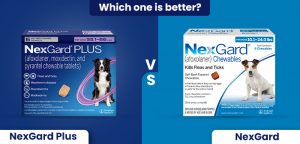 Nexgard Plus Vs. Nexgard: Which One is Appropriate for Dogs?