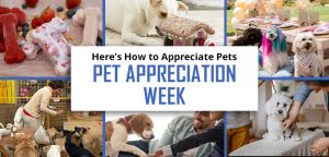 Pet Appreciation Week: How to Appreciate Pets & Celebrate