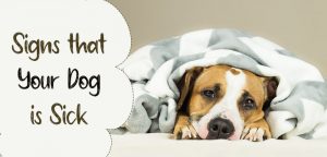 14 Sick Dog Symptoms: Common & Serious Signs Your Dog Is Sick