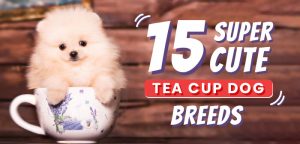 Teacup Dog Breeds: 15 Super Cute & Tiny Pocket Puppies