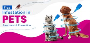 Flea Infestation in Pets – Treatment & Prevention | BudgetPetCare.com