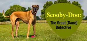 What Kind of Dog Is Scooby Doo Breed? A Great Dane