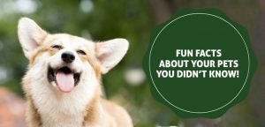 Fun Facts About Your Pets You Didn’t Know