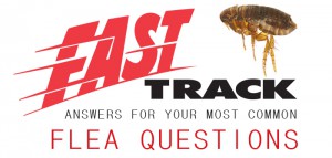 Fast-Track Answers For Your Most Common Flea Questions