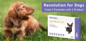 Revolution for Dogs: The 5 in 1 protection for dogs.