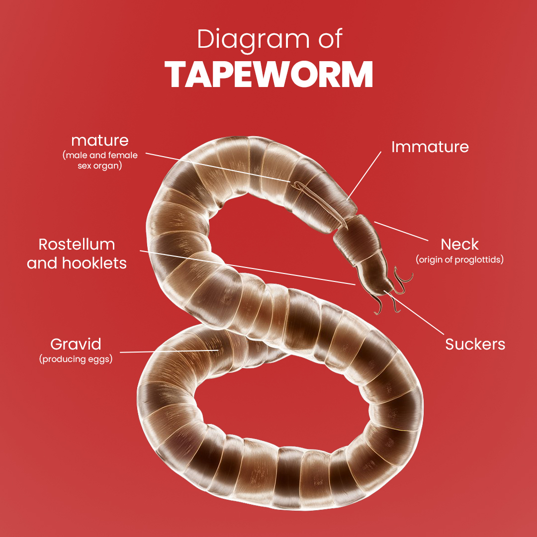 Tapeworms in Dogs: History, Causes, Symptoms & Treatment