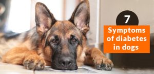 7 Diabetes Symptoms in Dogs: How to Figure Out?