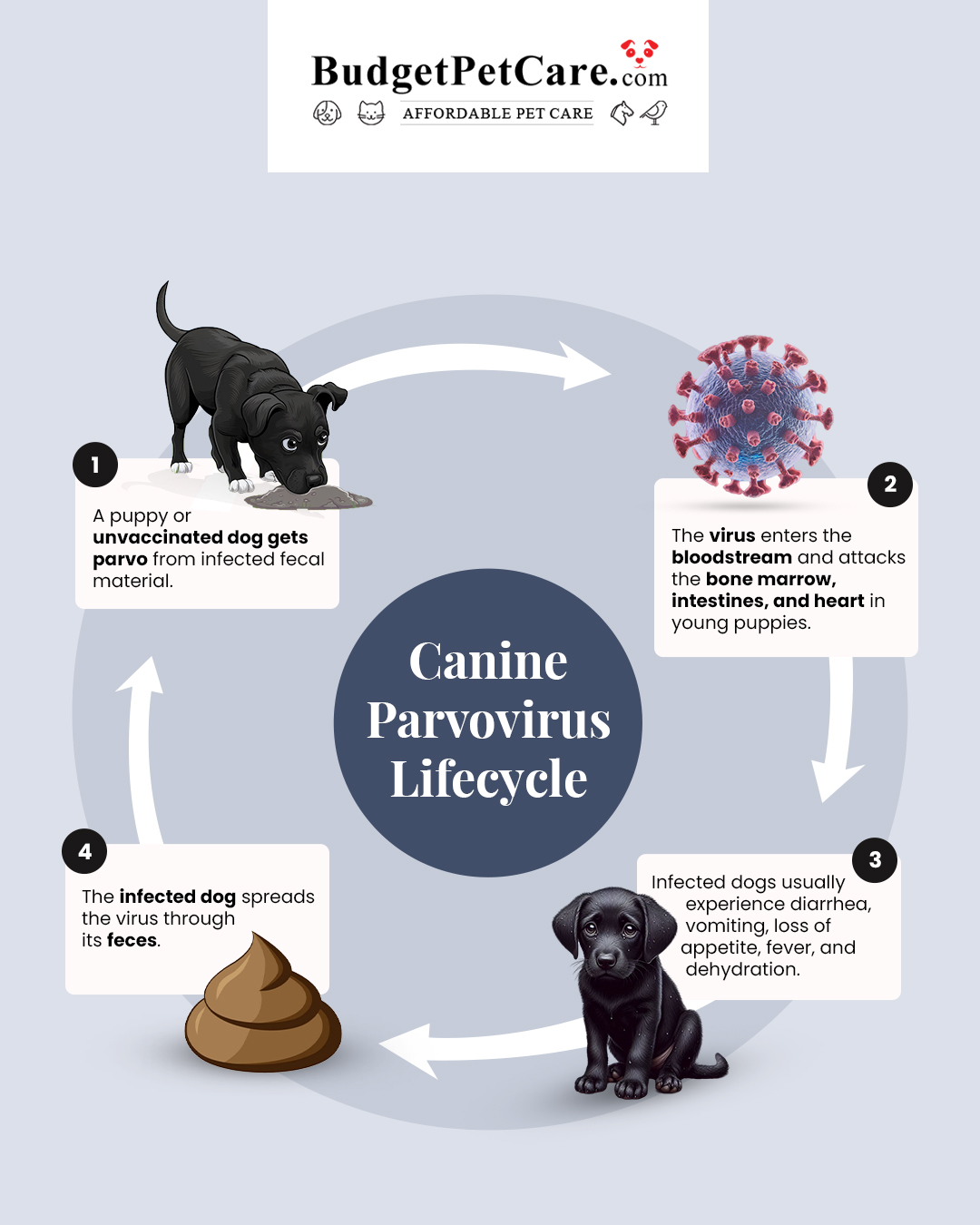 Parvovirus in Dogs: Prevention, Symptoms, and Treatment