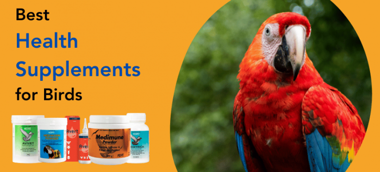 Common Health Conditions in Birds: A Complete Guide