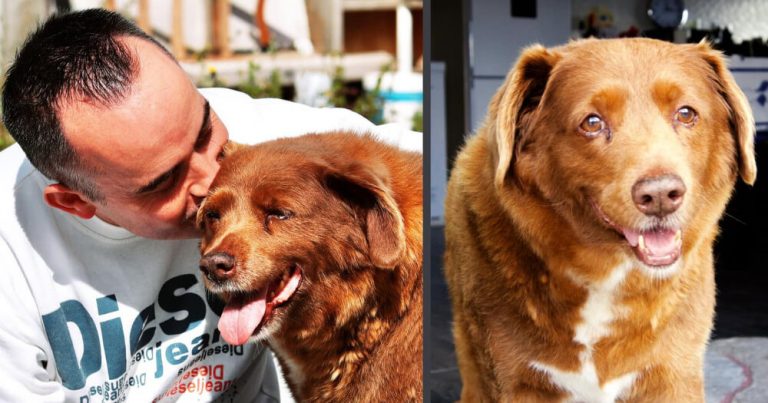 10 Oldest Dogs in World Records: Longest Living Dogs in History