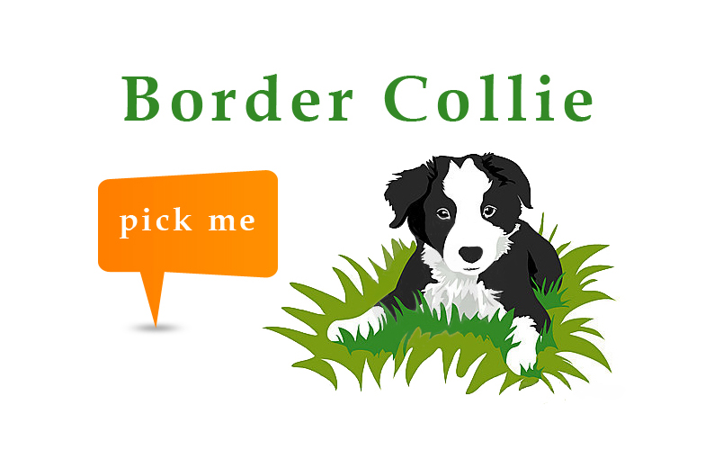 Choosing Border Collie as pet - Infographic