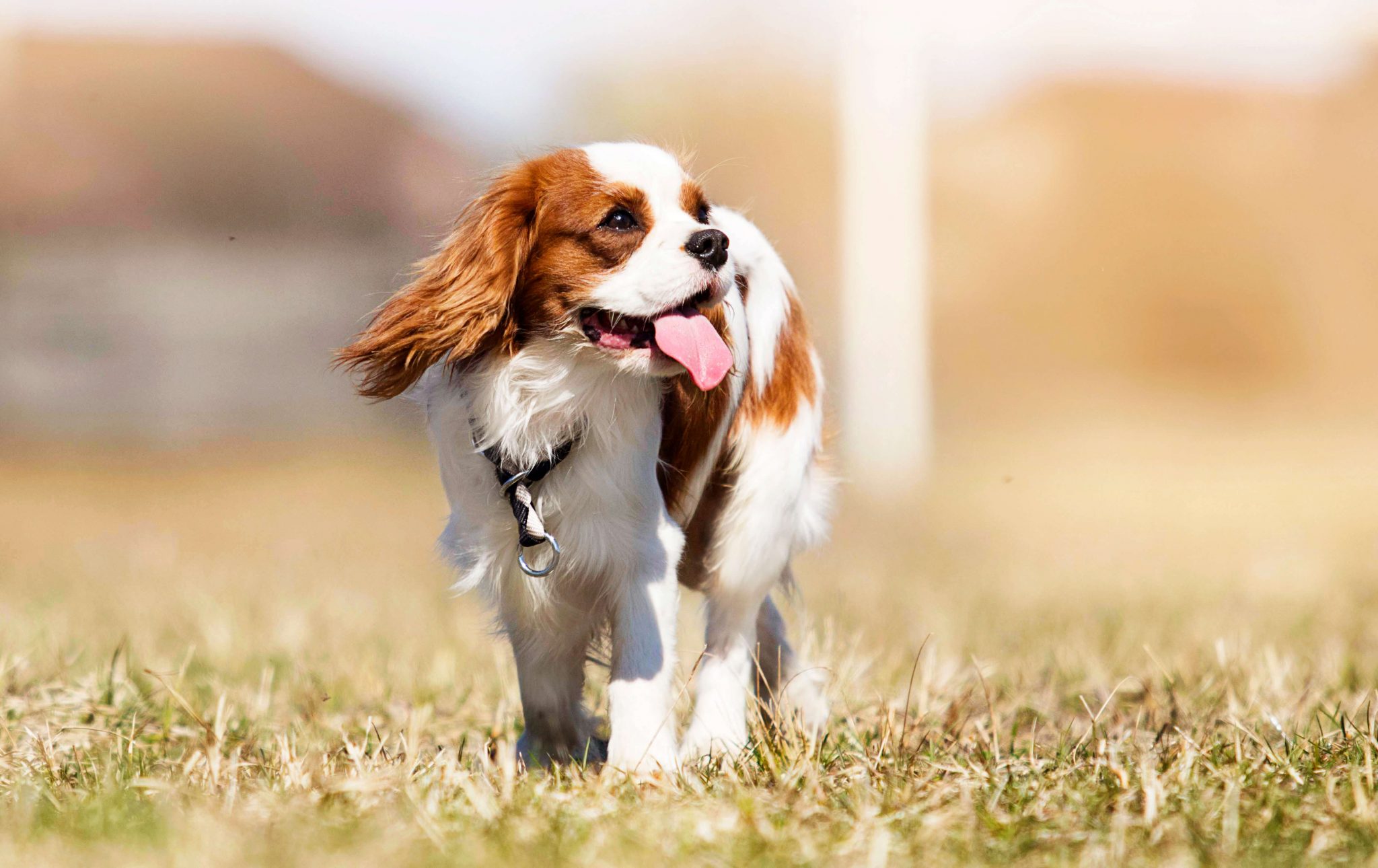 First-Time Pet Parents – 7 Best Dog Breeds for Beginners