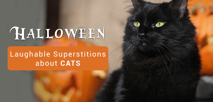 Halloween Superstitions About Black Cats You Never Knew
