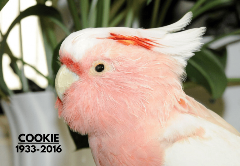 How Long Do Parrots Live? Oldest Parrots In the World Record