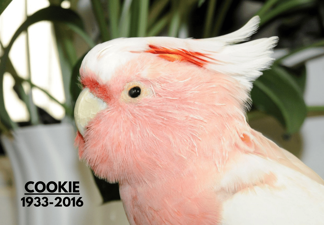 How Long Do Parrots Live? Oldest Parrots In the World Record