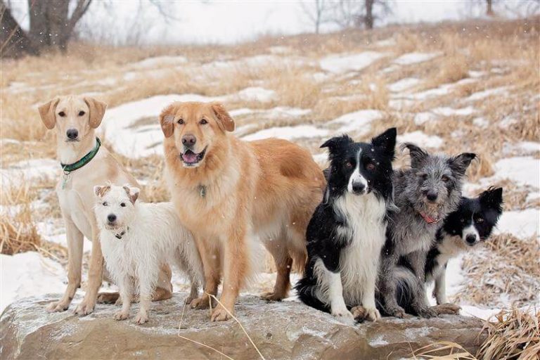 First-Time Pet Parents – 7 Best Dog Breeds for Beginners