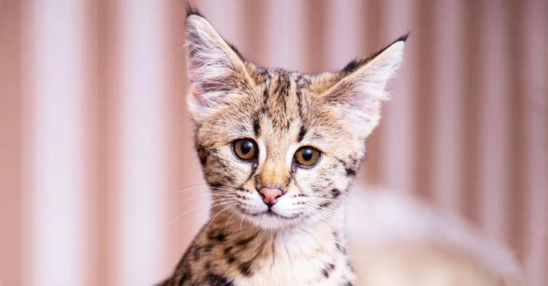 Most Intelligent Cat Breeds: Top 10 Smartest Cats Around