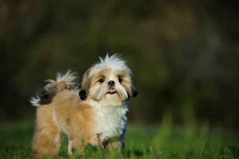 First-Time Pet Parents – 7 Best Dog Breeds for Beginners