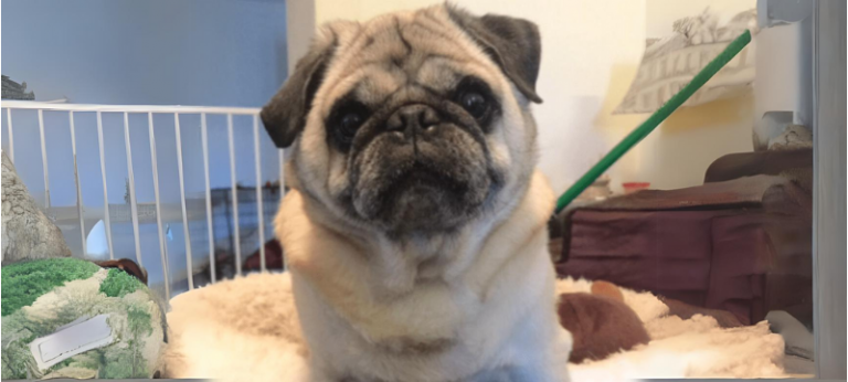Top 10 Oldest Dogs in the World to Have Ever Lived