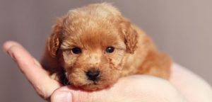 Teacup Dog Breeds: 15 Super Cute & Tiny Pocket Puppies