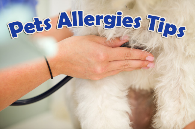 4 Types Of Allergies In Pets- Know Them, Combat Them