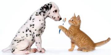 Tips To Maintain Hygiene – Pet Owners Guide