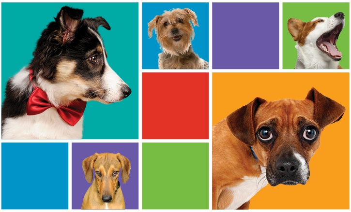 Activities To Take Up On National Pet Day