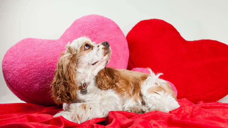 Special Gift Offers To Celebrate This Valentine Day With Your Pet