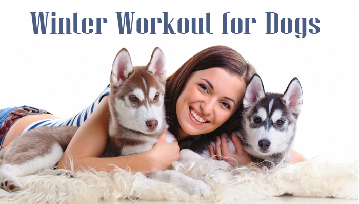 6 Ways to Exercise Your Dog Indoors this Winter